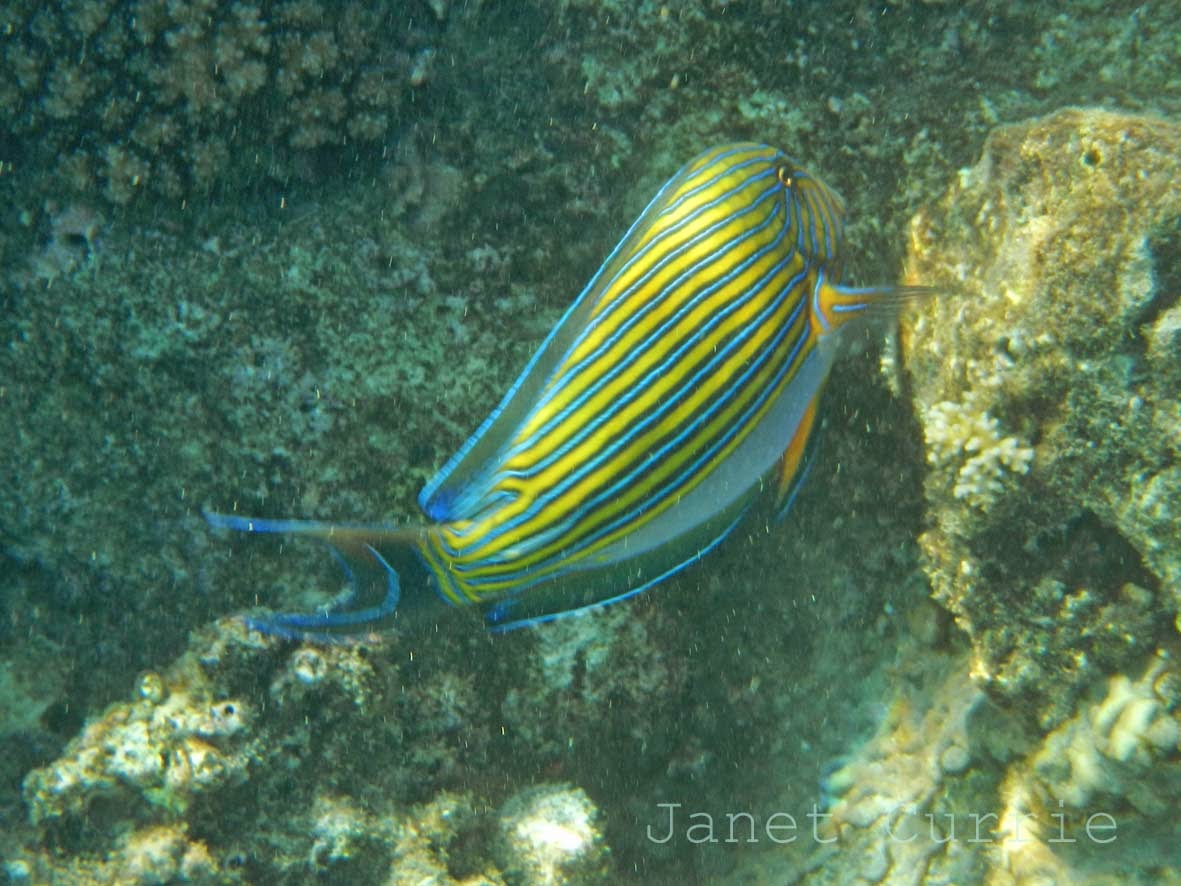 Picture Book: Snorkelling, Hideaway Island, Port Vila, Vanuatu