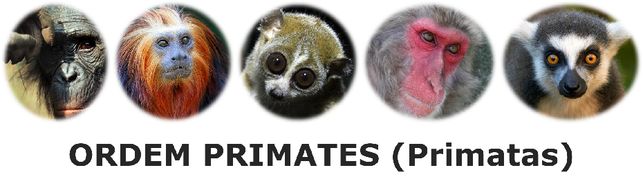Ordem Primates