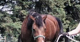 NC Horse Blog: Rabies in Horses