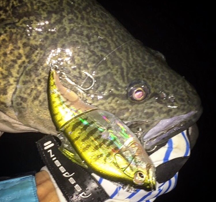 Megabass Vatalion - a new big player in the Murray Cod Swimbait Scene