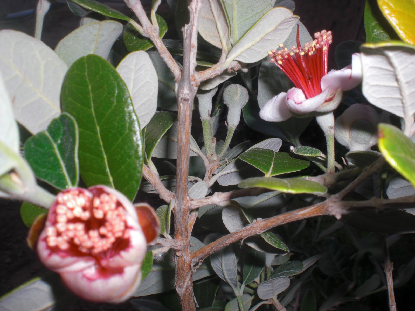 Perfumes y luces de Extremadura: Feijoa, Guayaba de Brasil. Acca ...