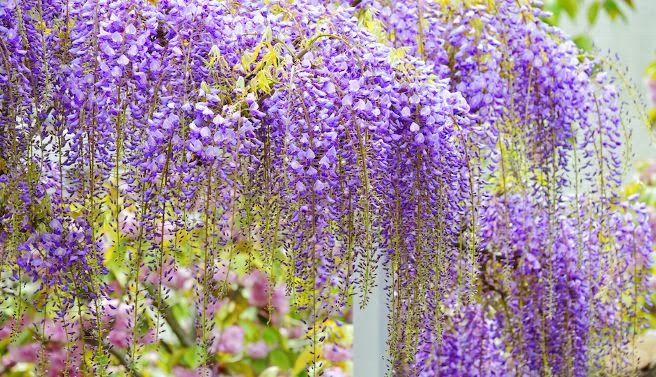 As 9 flores mais cheirosas do mundo | Maliária