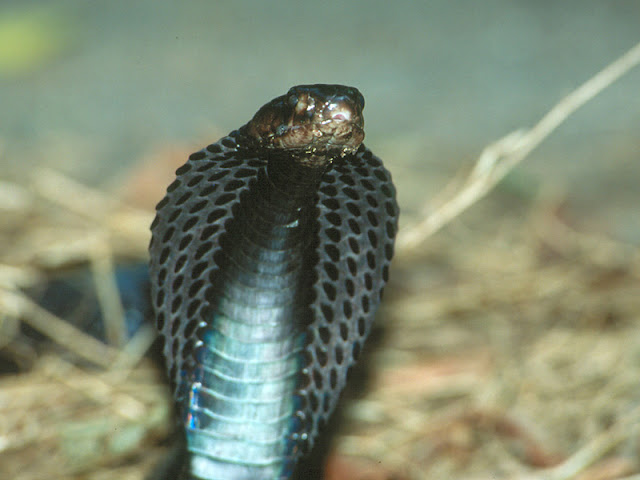 JackJones Blog: Venomous Species in the Philippine Island