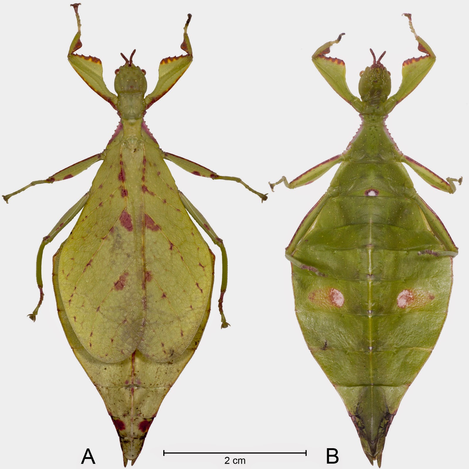 Sciency Thoughts: A new species of Leaf Insect from Indonesian Papua.