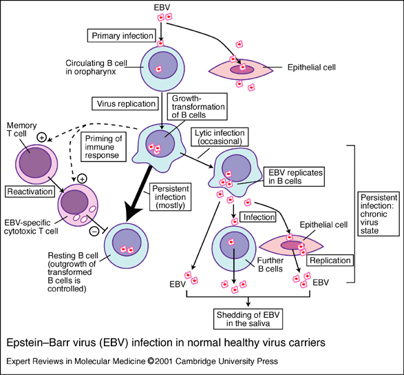 Medical Microbiology: August 2015