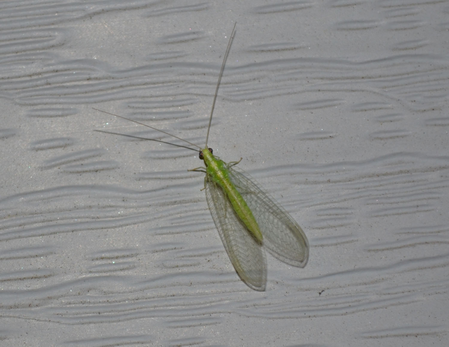 Woods Walks and Wildlife: Creatures of the Night: A Peeper on my Porch ...