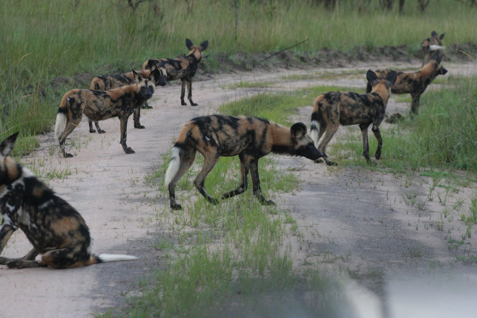 Carnivore Conservation Malawi: PAINTED DOG PICTURES FROM KASUNGU, MALAWI