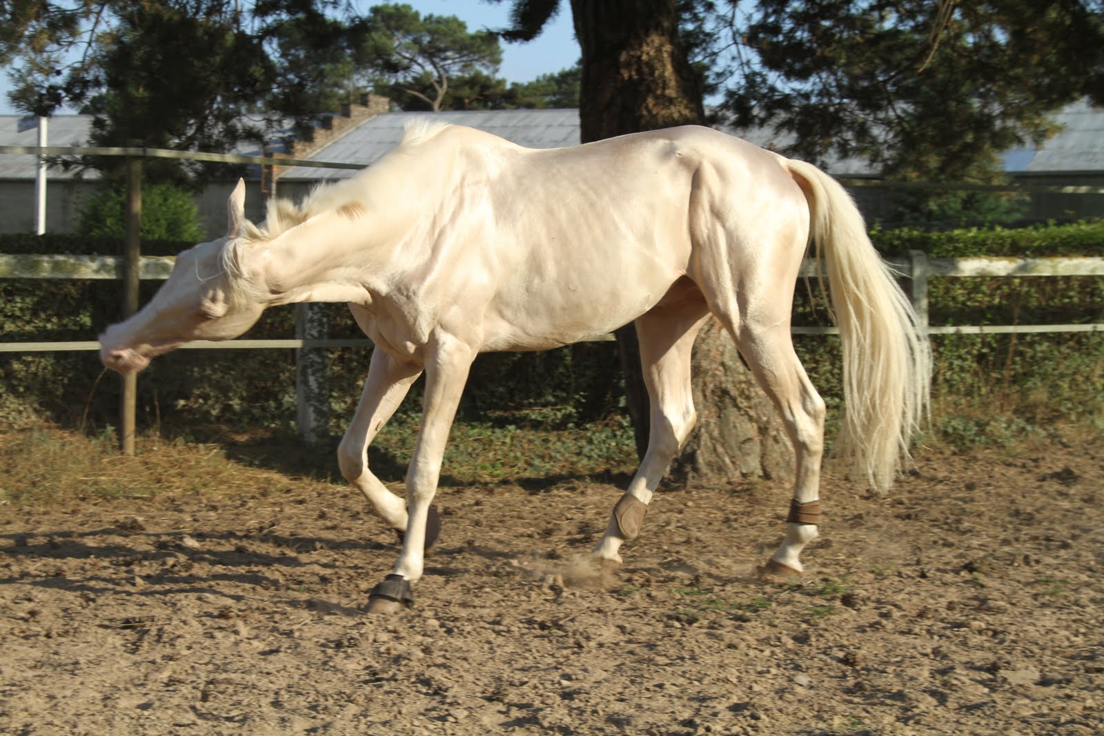 Christian Marechal Shiatsu