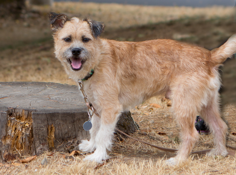 Shelter Dogs of Portland: "STEWART" adorable wirehaired terrier mix