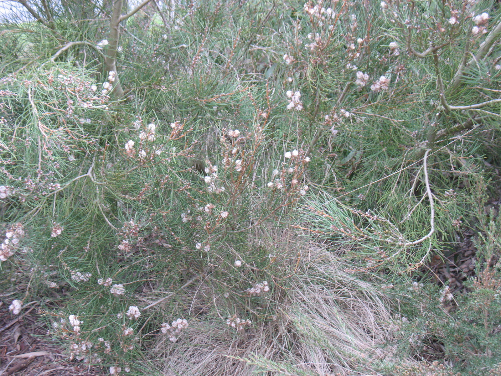 "Treechange" - An Australian Native Garden: JUNE 2012 – ENERGY SLOWLY ...