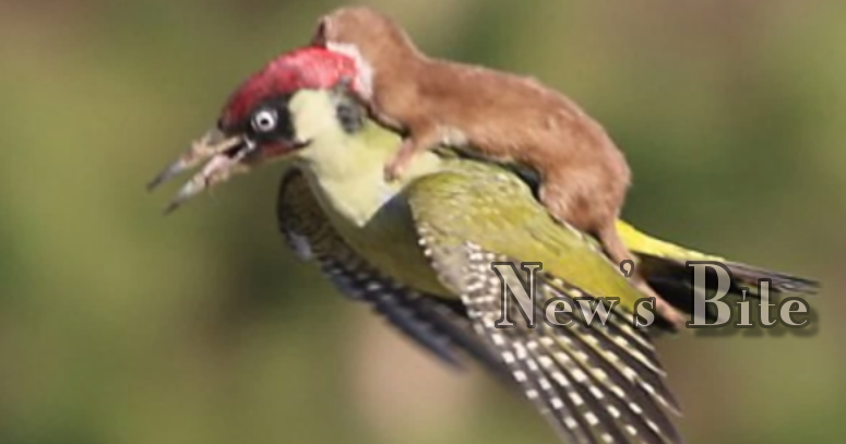 Viral Photo: Woodpecker And A Weasel Takes A Ride Of Their Life | The ...