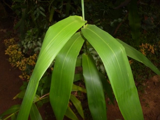 Asian Broom Grass or Tiger Grass - Kusa Thana | SL Flora