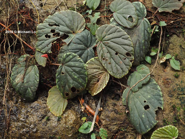 The rainforests of Borneo & Southeast Asia: Begonia promethea ...