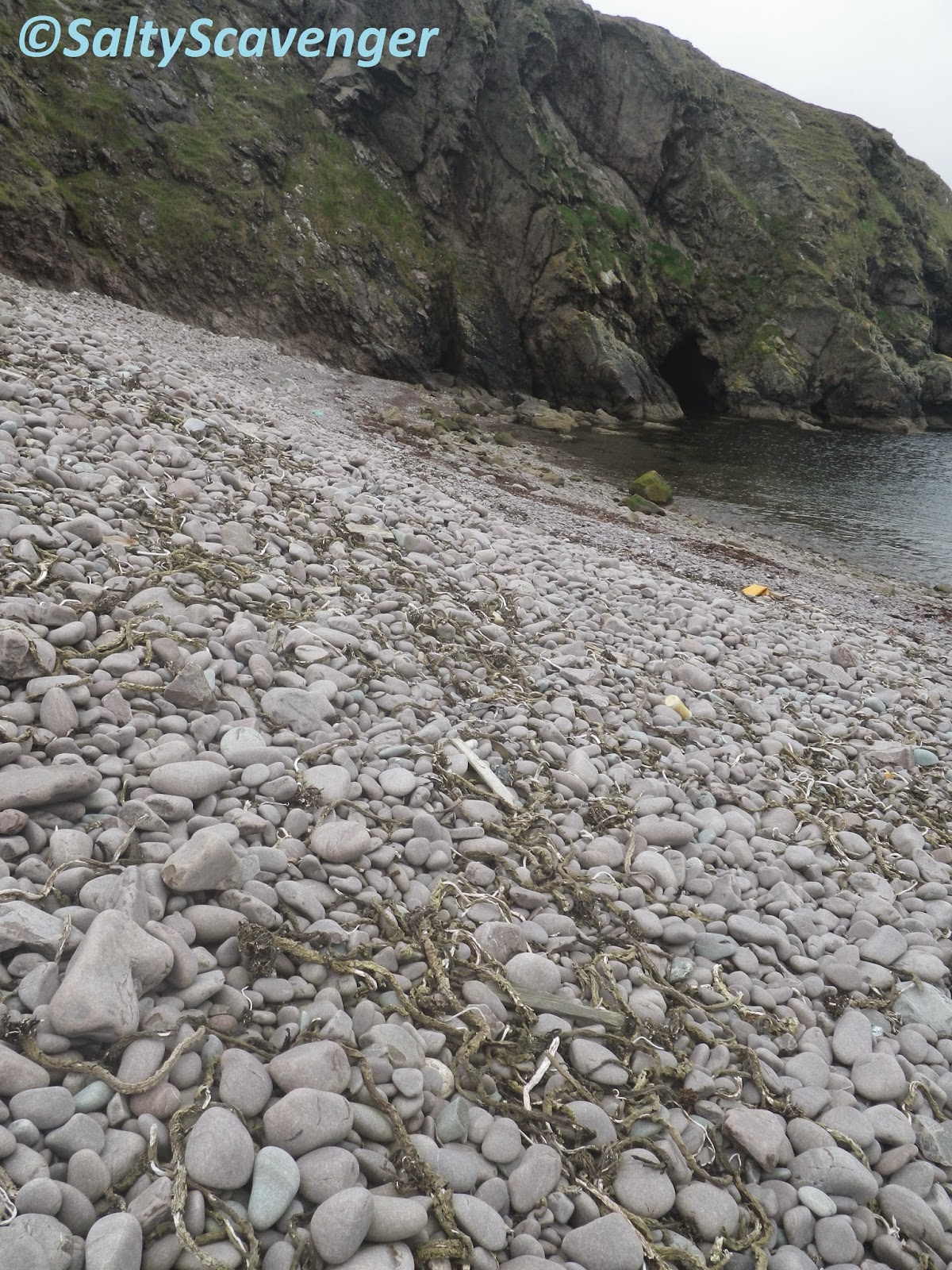 Rock Pooling: December 2014