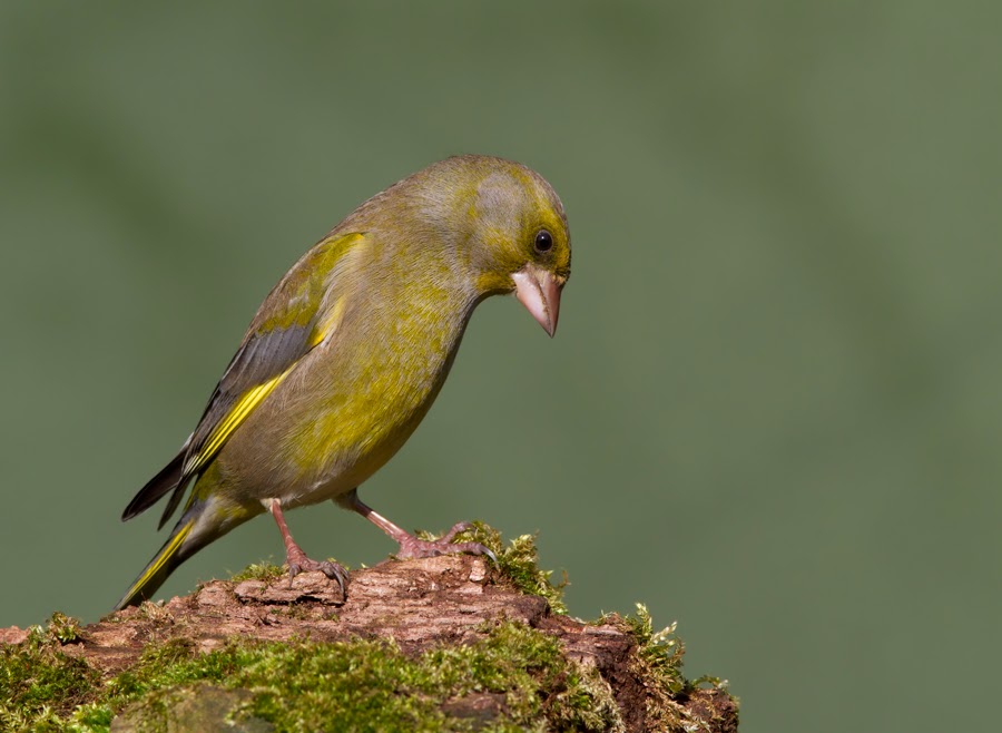 Russ Telfer Wildlife Photography: Garden Finches - 8 Mar 14