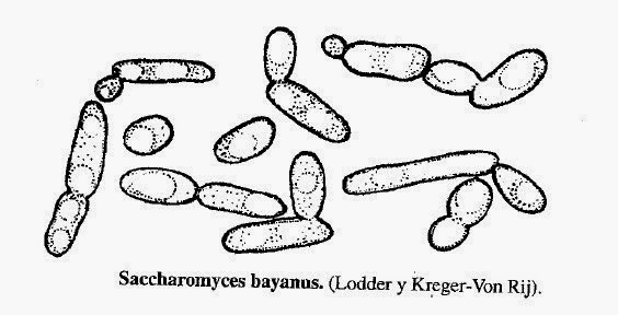 Cervezal: Saccharomyces bayanus