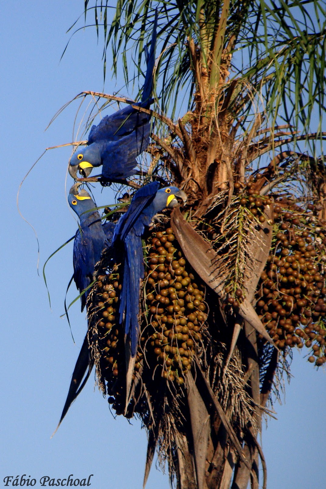 Wildlife Brazil: Hyacinth Macaw/ Arara Azul