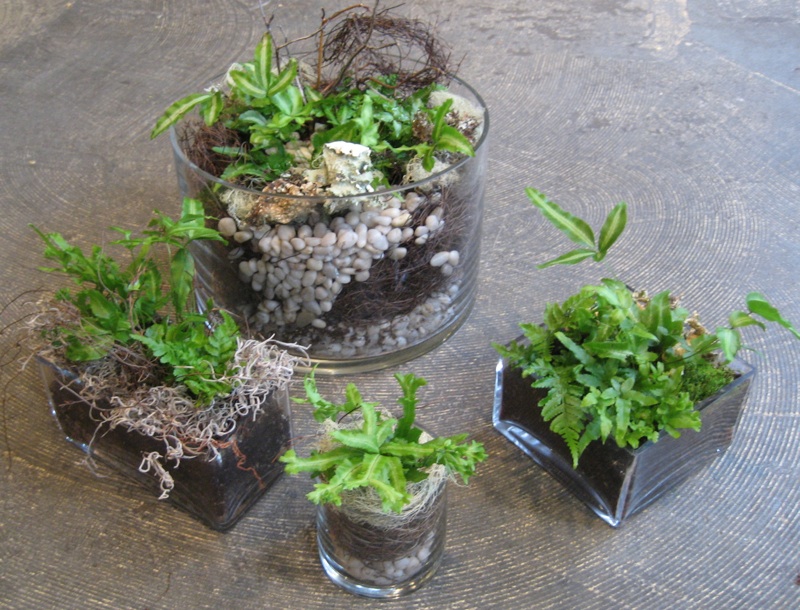 Sammy’s Flowers: Fern Terrariums