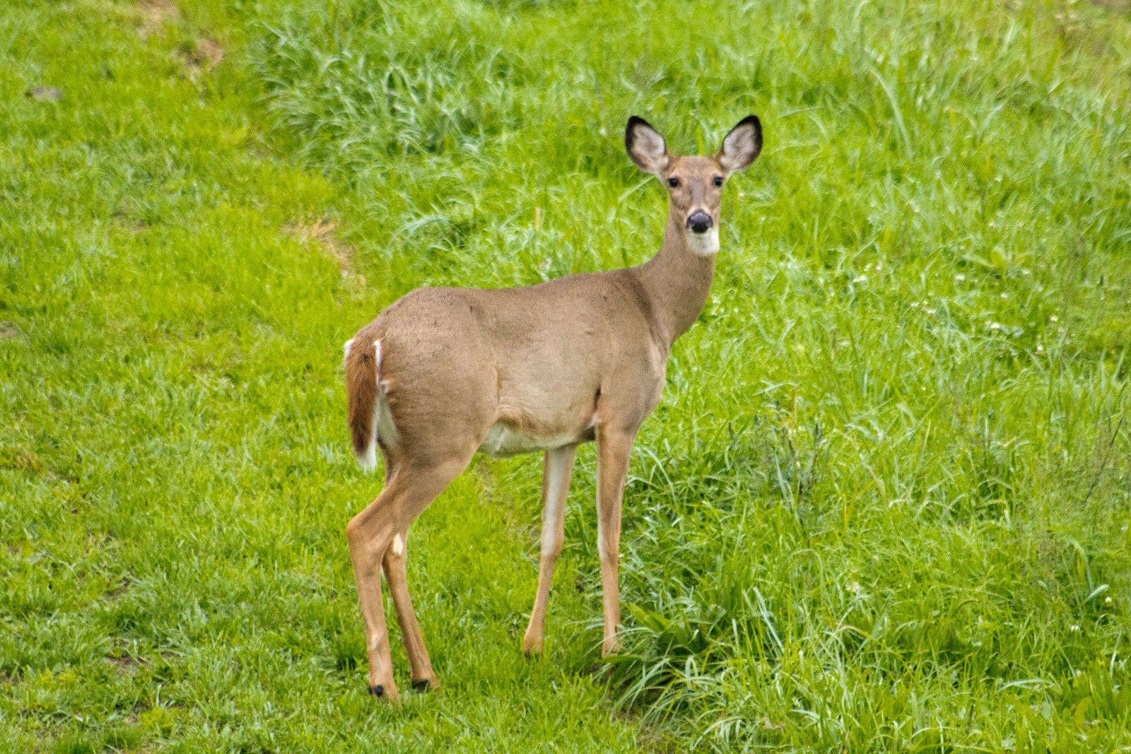 Doe Gets Revenge, Attacks Man After Being Shot With Arrow - Inquisitr News