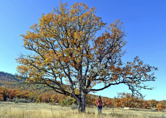 Glenwood Washington: THE GARRY OAK TREES OF CAMAS PRAIRIE