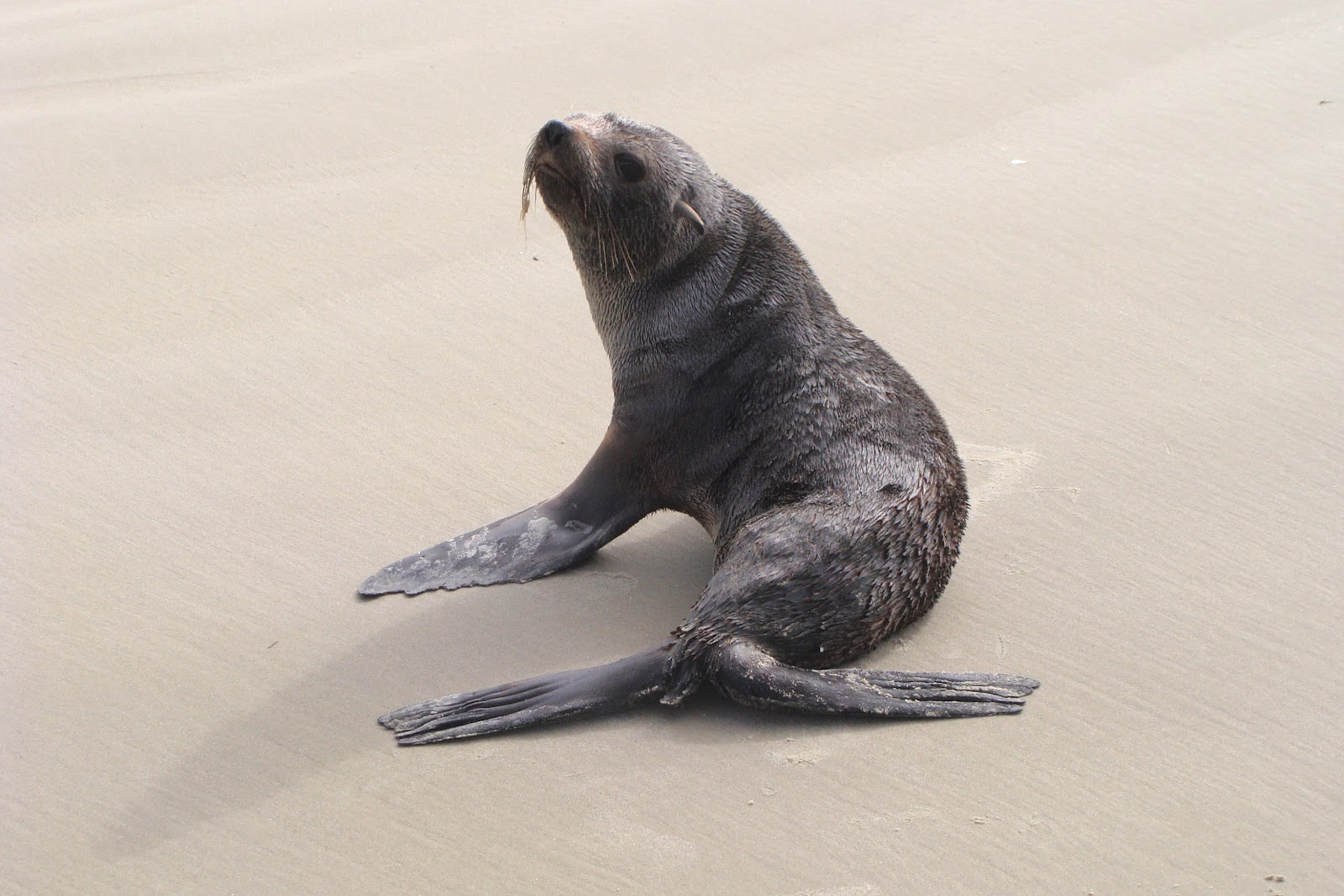 Parque Nacional da Lagoa do Peixe: Recolhimento Lobo Marinho
