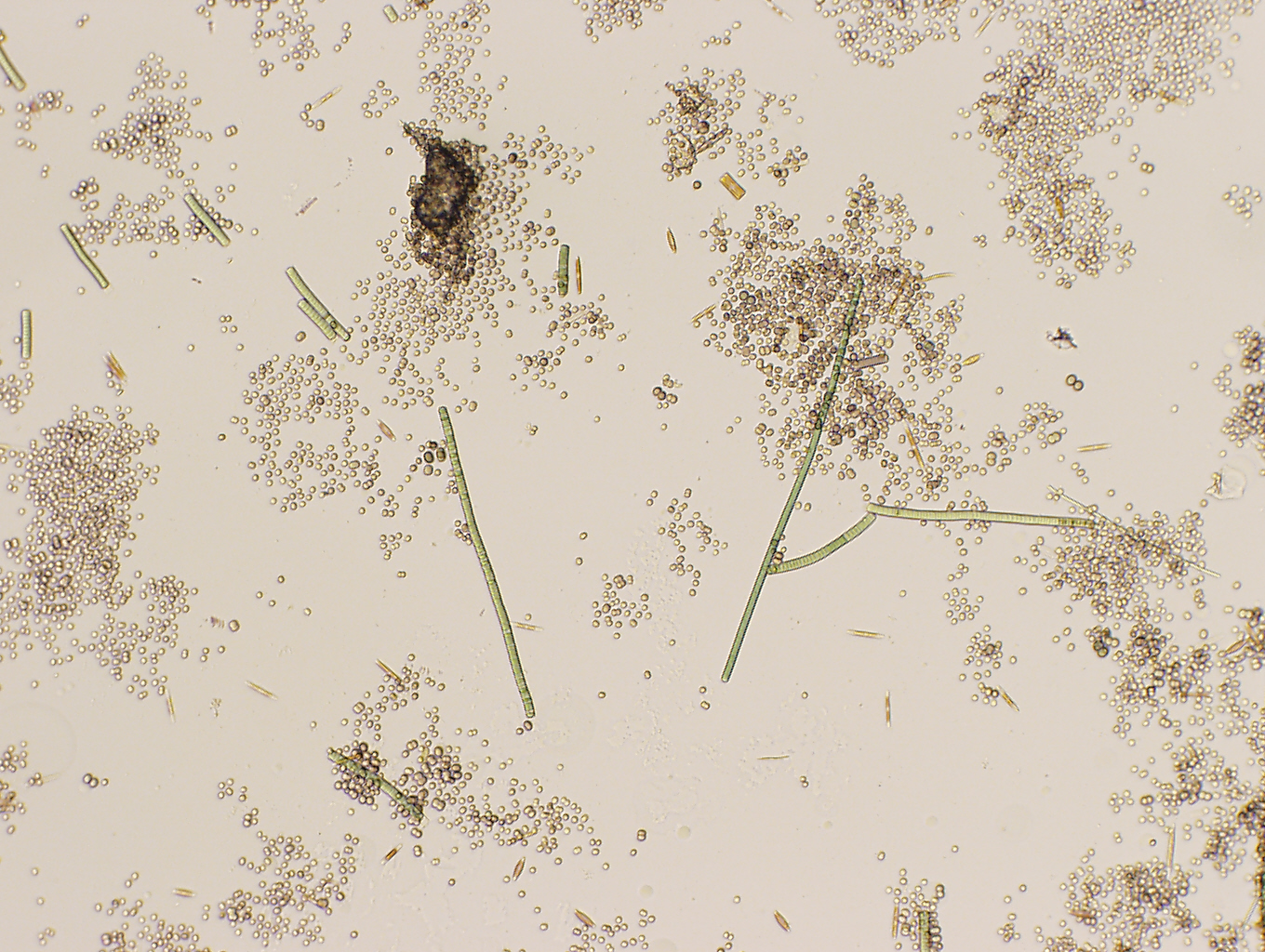 Two Years and Three Months of Cyanobacteria: Chapter 20. Cyanobacteria ...