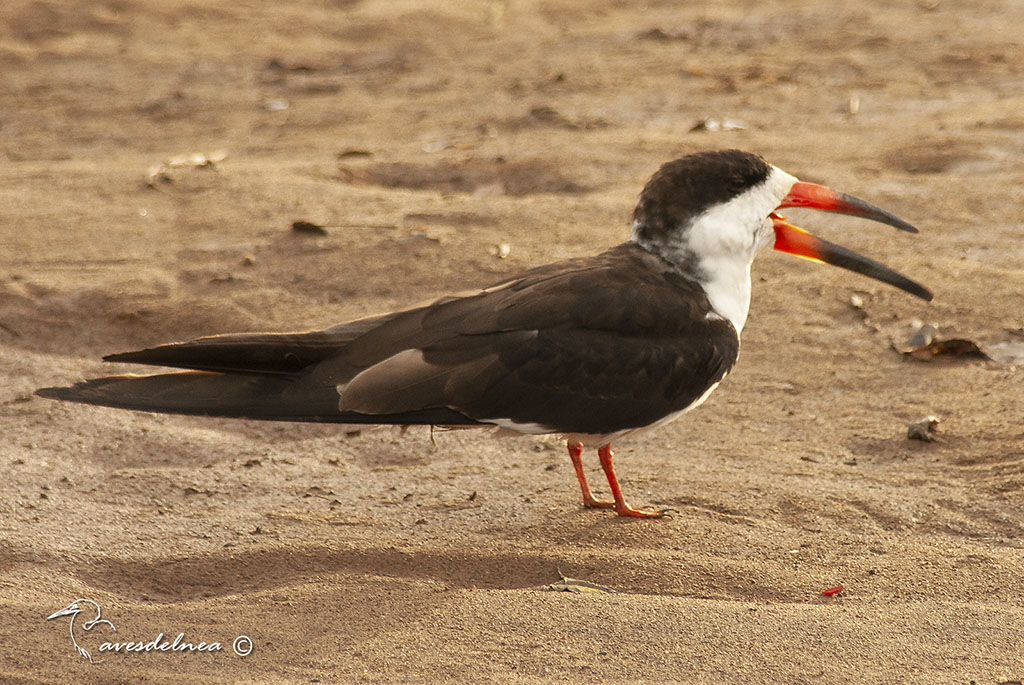 Aves del Nea: Rayador (Black Skimmer) Rynchops niger