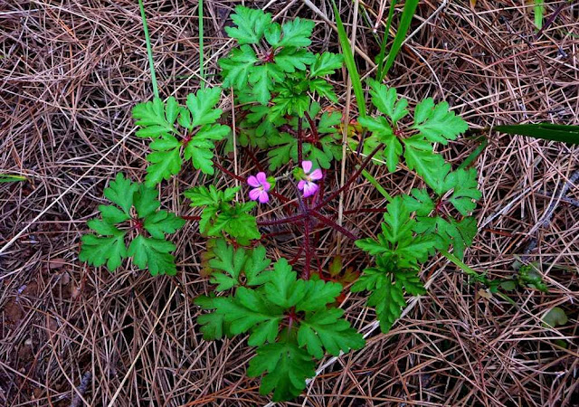 r o b i n 's y a r d: Geranium purpureum