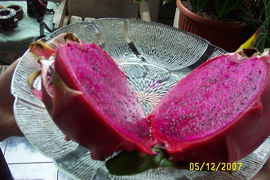 ILMU 212: Manfaat Buah Naga Merah untuk Bayi dan Ibu Hamil