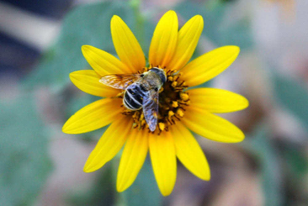 The Field Lab: Cowboys&Bees