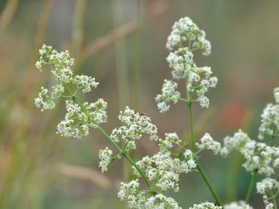 plantenwandeling: Glad walstro