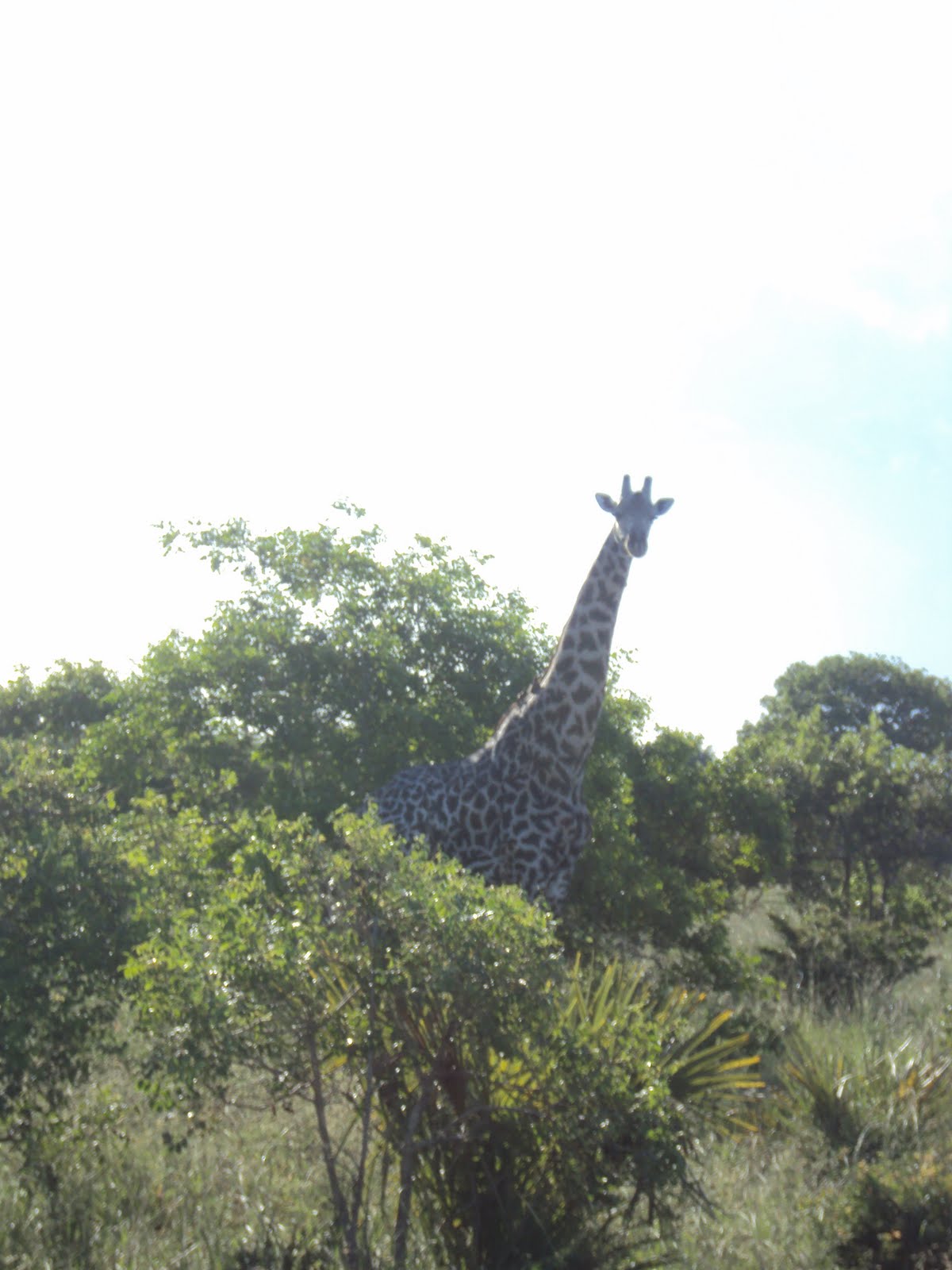 Junior Chamber International UDSM (JCI UDSM): The tour to Saadan ...