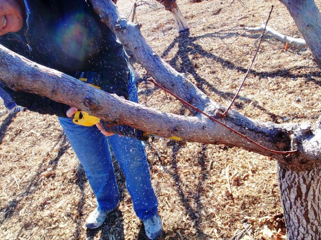 Xtremehorticulture of the Desert: Use the 1-2-3 Cut for Large Limb Removal