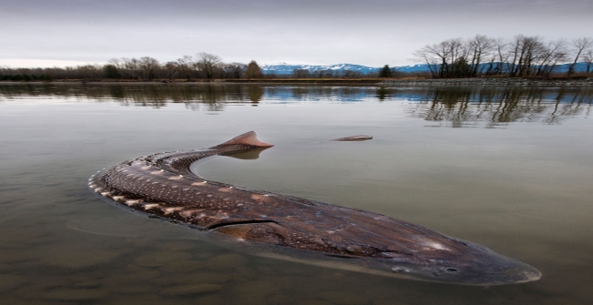 Salish Sea News and Weather: 10/12 Sturgeon, SRKW, boat noise, Samish ...