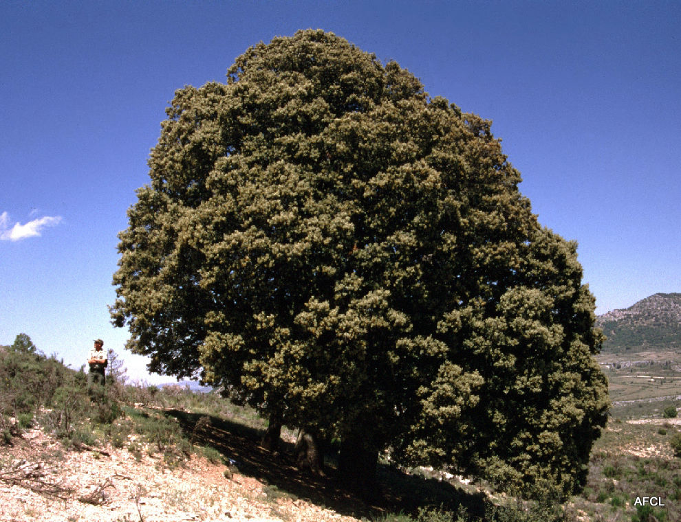 Árboles Monumentales de Murcia y Cuenca del Segura: Tudmiria: Carrasca ...