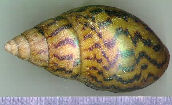 Biology of Animals: Achatina sp. (shell only)