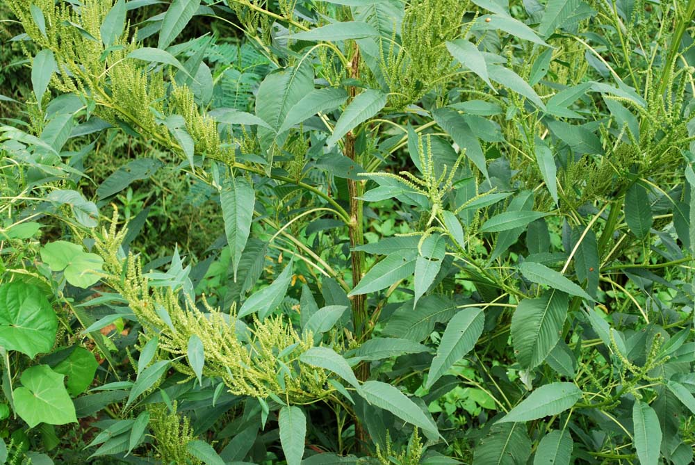 Space Coast Wildflowers: Rosemallows, July 2011