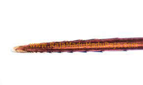 pengobatan penyakit dengan terapi lebah madu: Di Sengat Lebah