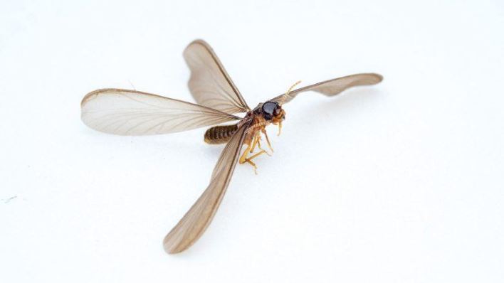 What Do Termites Look Like - Pest Control Guide