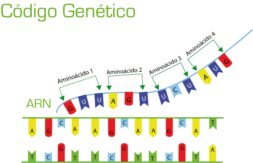 Biología: Genética molecular tema 7