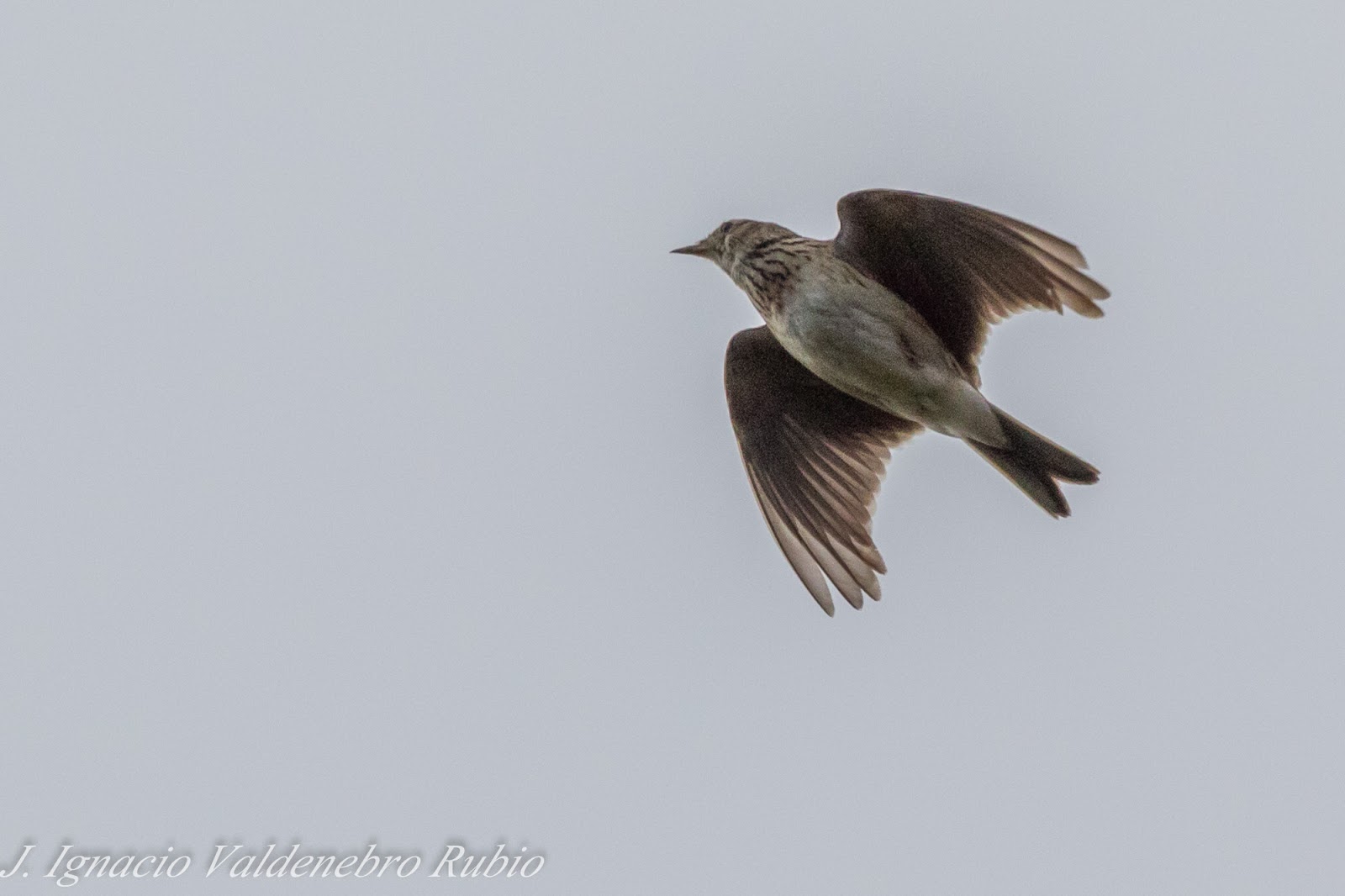 DocNatureBlog: El ave que no para de cantar en sus increíbles ascensos ...