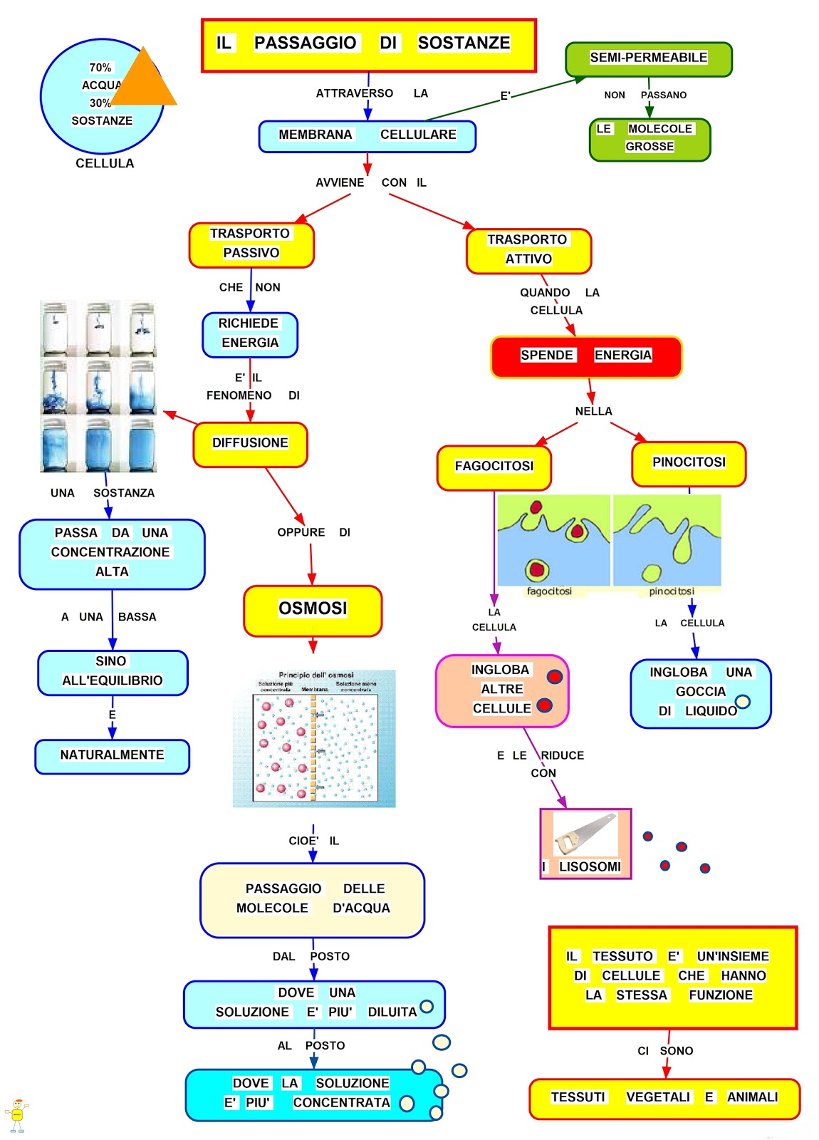 MAPPER: MEMBRANA PLASMATICA