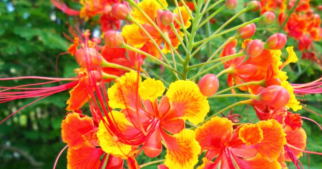 Caesalpinia pulcherrima | Backyards Click