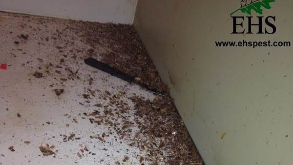 Cockroach - Roach Infestation In House - House Information Center
