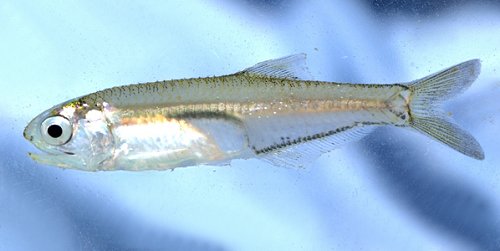 Anchovies ~ Aquatic Animals