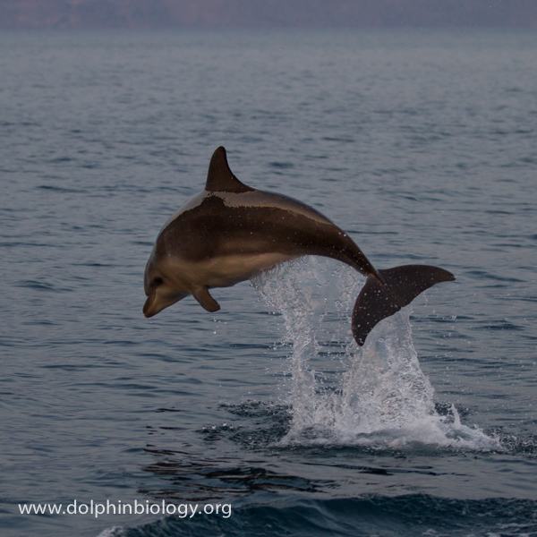 Dolphin Biology and Conservation: Evening dolphin