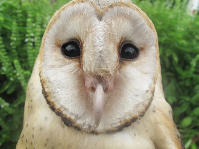 Livingstone Man: A beautiful Owl