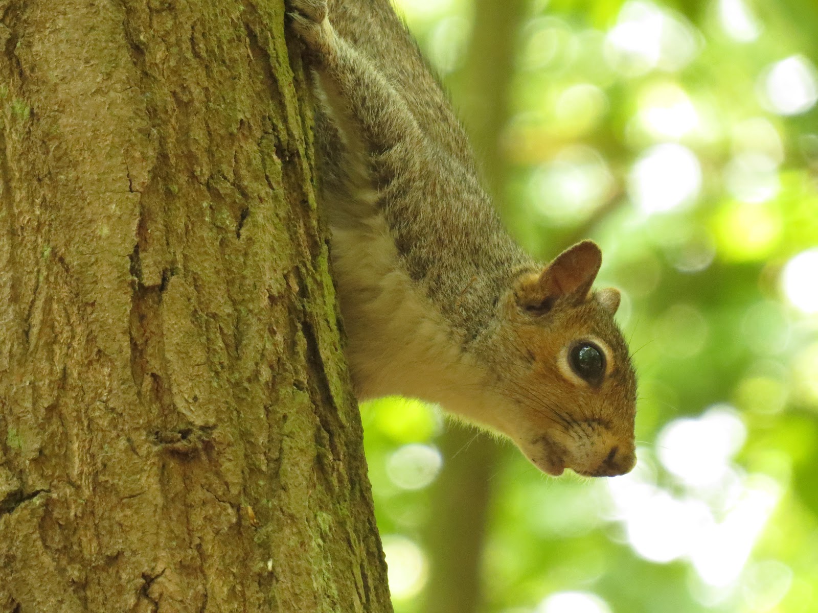 The Autistic Naturalist: June 20th Colchester