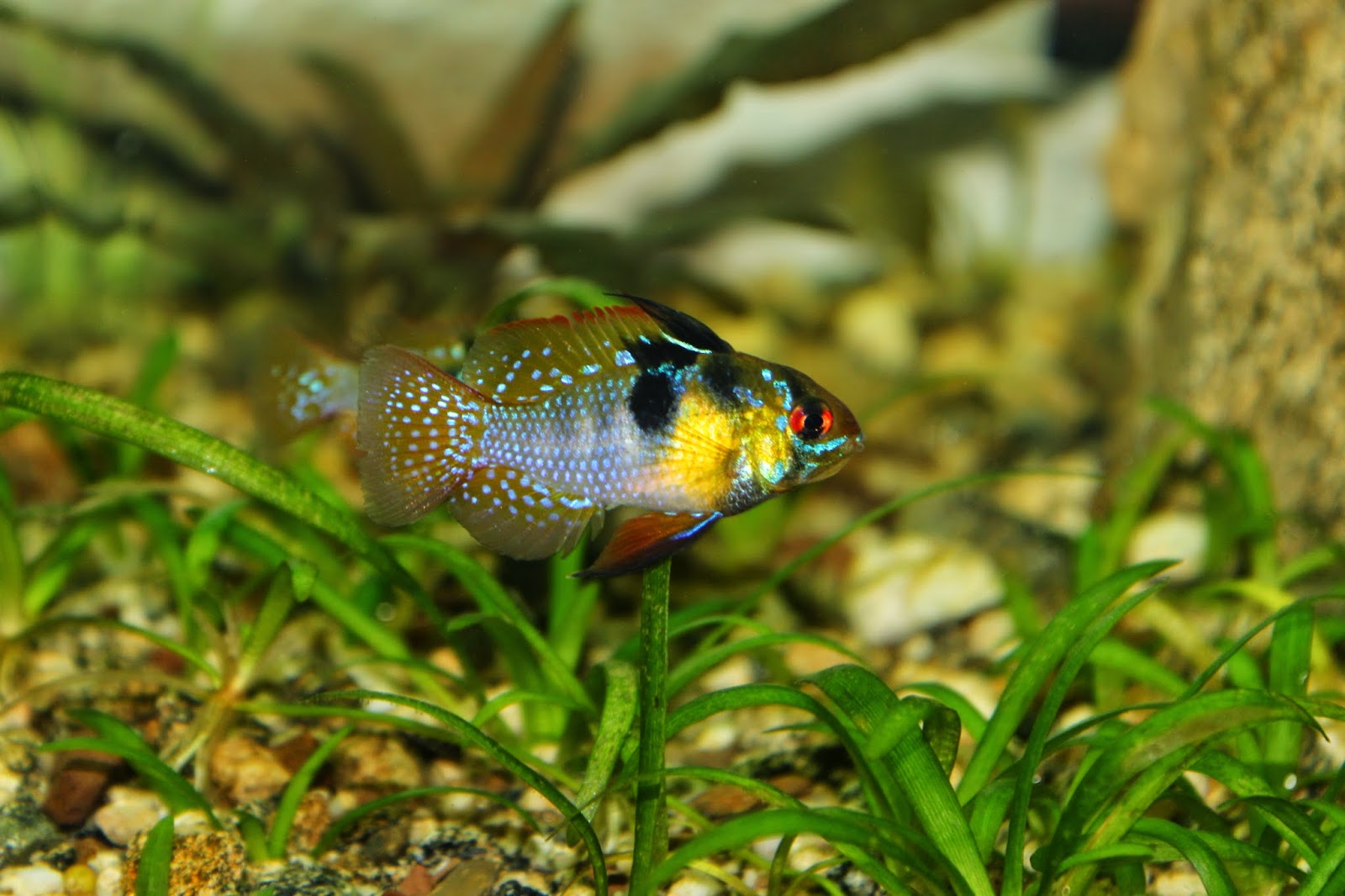Amazing Fish: Papiliochromis ramirezi
