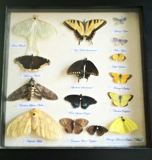 The Purple Martin: Displaying Butterflies